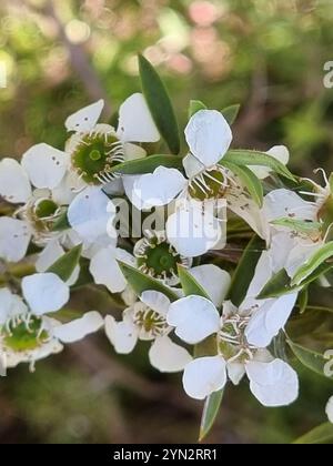 prickly tea-tree (Leptospermum continentale Stock Photo - Alamy