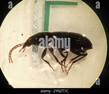 Sad ground beetle (Rhytisternus miser) Insecta Stock Photo - Alamy