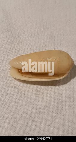 Olive Snails (Olividae Stock Photo - Alamy