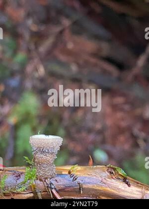 jellied bird's nest fungus (Nidula candida Stock Photo - Alamy