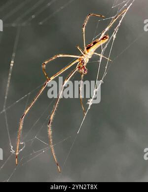 Elongate Stilt Spider (Tetragnatha elongata), Arachnida, Fanshawe Lake ...