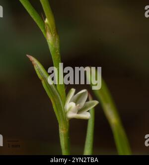 knotweed family (Polygonaceae Stock Photo - Alamy