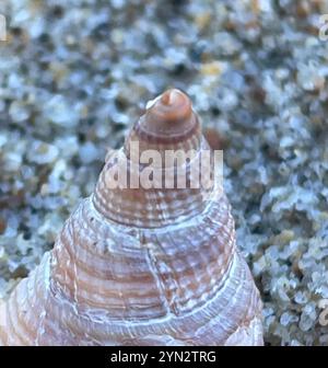 Channeled Basket Snail (Caesia fossata Stock Photo - Alamy