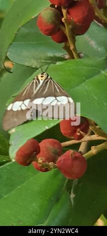 Asian Magpie Moth (Nyctemera baulus Stock Photo - Alamy