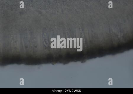 Dot Lichens (Biatora Stock Photo - Alamy