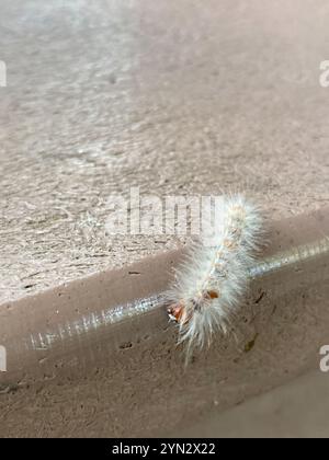 Edwards' Wasp Moth (Lymire edwardsii Stock Photo - Alamy