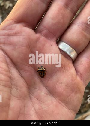 Two-spotted Stink Bug (Perillus bioculatus) Insecta Stock Photo - Alamy