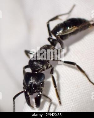 African stink ant (Paltothyreus tarsatus), Insecta, Katima Mulilo ...