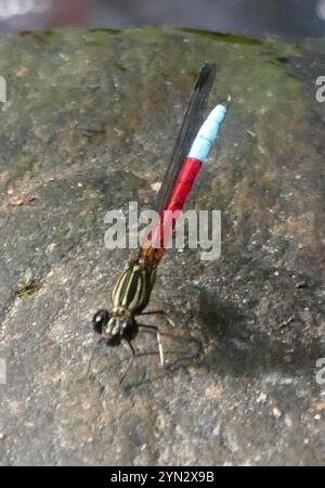 Blue-tipped Jewel (Chlorocypha curta Stock Photo - Alamy
