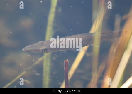 Pike Topminnow (Belonesox belizanus Stock Photo - Alamy