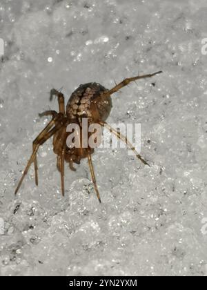 Horse-Head Spider (Stemonyphantes lineatus Stock Photo - Alamy