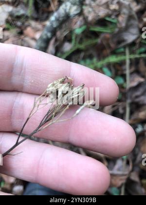 Northern Yarrow (Achillea millefolium borealis), Plantae, Fergus ...