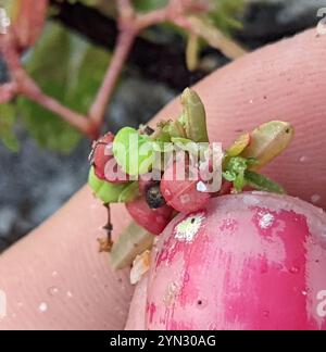 Southern Seaside Spurge (Euphorbia bombensis Stock Photo - Alamy