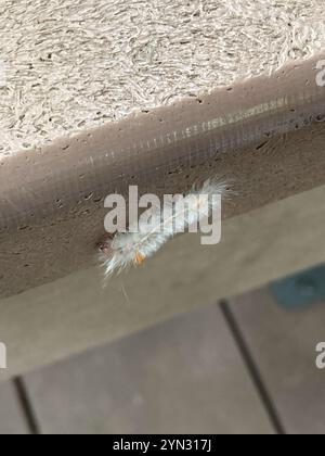 Edwards' Wasp Moth (Lymire edwardsii Stock Photo - Alamy