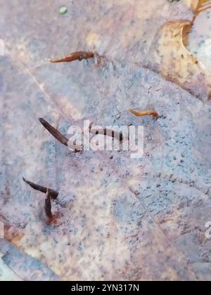 Maple Spindle Gall Mite (Vasates aceriscrumena Stock Photo - Alamy