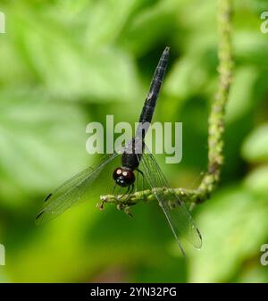 Black Dropwing (Trithemis dichroa Stock Photo - Alamy