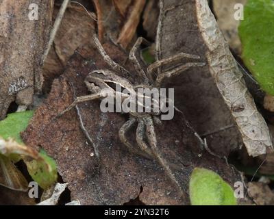 Ant Running Crab Spider (Thanatus formicinus Stock Photo - Alamy