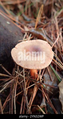 Liver Milkcap (Lactarius hepaticus Stock Photo - Alamy