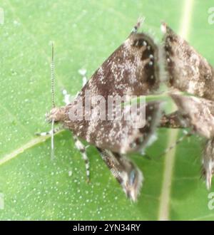 Peacock Moths (Brenthia Stock Photo - Alamy