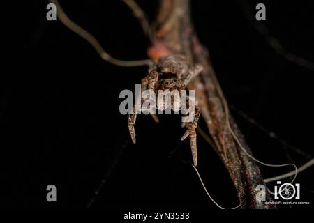 triangle weaver (Hyptiotes cavatus Stock Photo - Alamy