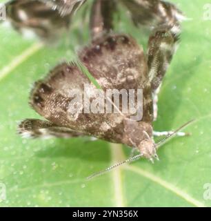 Peacock Moths (Brenthia Stock Photo - Alamy
