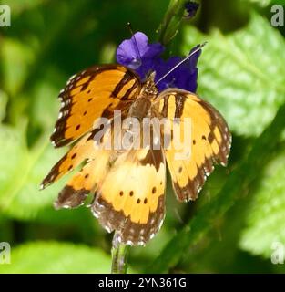 Northwestern Gaudy Commodore (Precis octavia octavia Stock Photo - Alamy