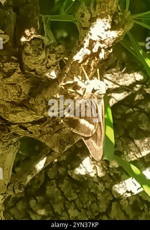 Common Banded Awl (Hasora chromus Stock Photo - Alamy