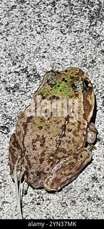 New Holland Frog (Ranoidea novaehollandiae Stock Photo - Alamy