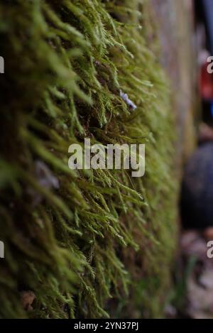 Pleated Foxtail Moss (Brachythecium laetum) on tree branch Stock Photo ...