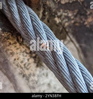 Graceful Twig Ant (Pseudomyrmex gracilis Stock Photo - Alamy