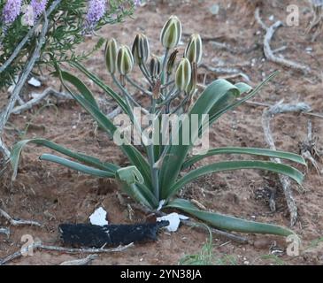 Thick Slime-lily (Albuca setosa) Plantae Stock Photo - Alamy