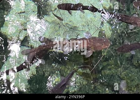 Pale Catfish (Rhamdia guatemalensis Stock Photo - Alamy