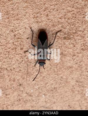 Swan plant seed bug (Arocatus rusticus Stock Photo - Alamy
