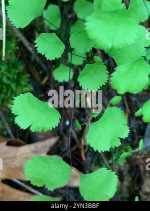 California Maidenhair Fern (Adiantum jordanii Stock Photo - Alamy