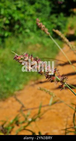 Southern Sandbur (Cenchrus echinatus Stock Photo - Alamy