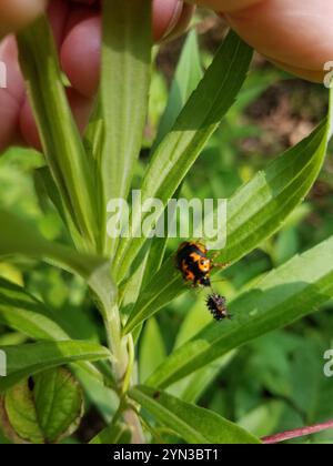 Anchor Stink Bug (Stiretrus anchorago) Insecta Stock Photo - Alamy