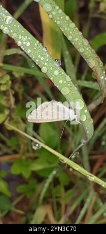Common Grass-blue (Zizina otis labradus Stock Photo - Alamy