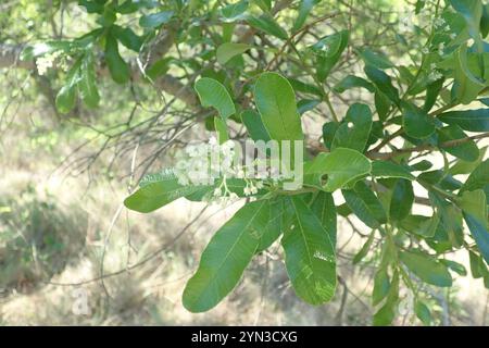 Currant Resintree (Ozoroa sphaerocarpa Stock Photo - Alamy