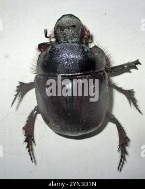 Giant Dung Beetles (Heliocopris Stock Photo - Alamy