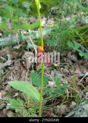 Pink-striped Oakworm Moth (Anisota virginiensis) Insecta Stock Photo ...