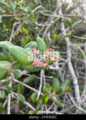 lemonade berry (Rhus integrifolia Stock Photo - Alamy