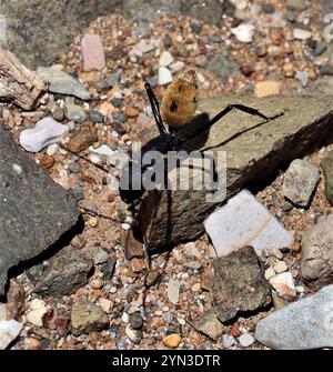 Karoo Balbyter Ant (Camponotus fulvopilosus Stock Photo - Alamy