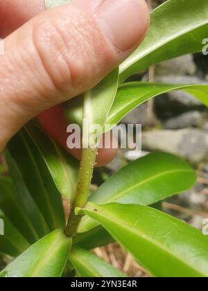 koromiko (Veronica salicifolia Stock Photo - Alamy