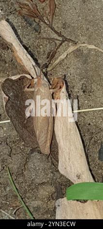 Gumleaf Grasshoppers (Goniaea Stock Photo - Alamy