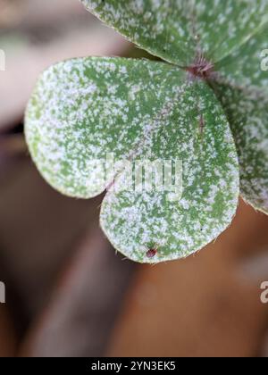 Velvet Mites, Chiggers, and Relatives (Trombidia Stock Photo - Alamy