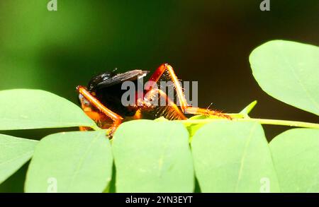 Spider Wasp Robber Flies (Proagonistes Stock Photo - Alamy