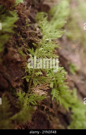 fern mosses (Thuidium Stock Photo - Alamy