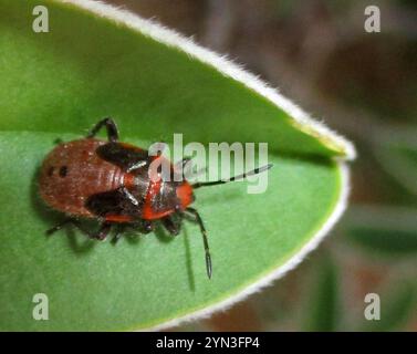Seed-eating Bugs (Graptostethus Stock Photo - Alamy