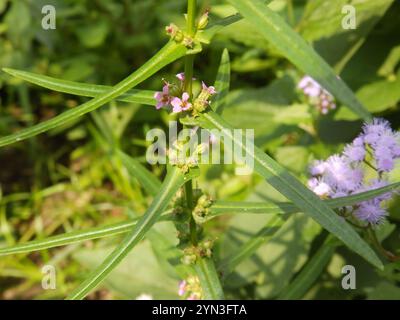 Scarlet Toothcup (Ammannia coccinea Stock Photo - Alamy