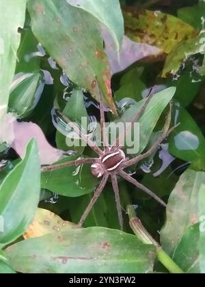Fisheating Spiders (Nilus Stock Photo - Alamy